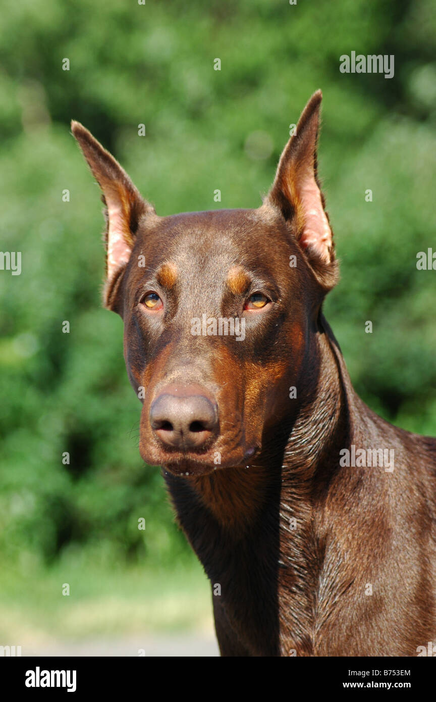 Clever dog breeds hi-res stock photography and images - Alamy