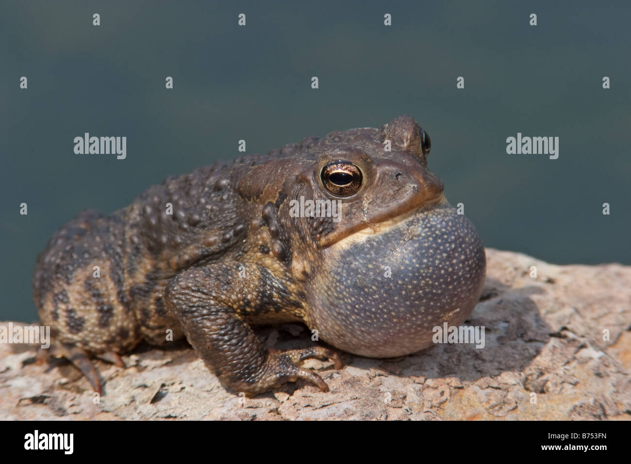 American Toad, Bufo americanus calling Stock Photo - Alamy
