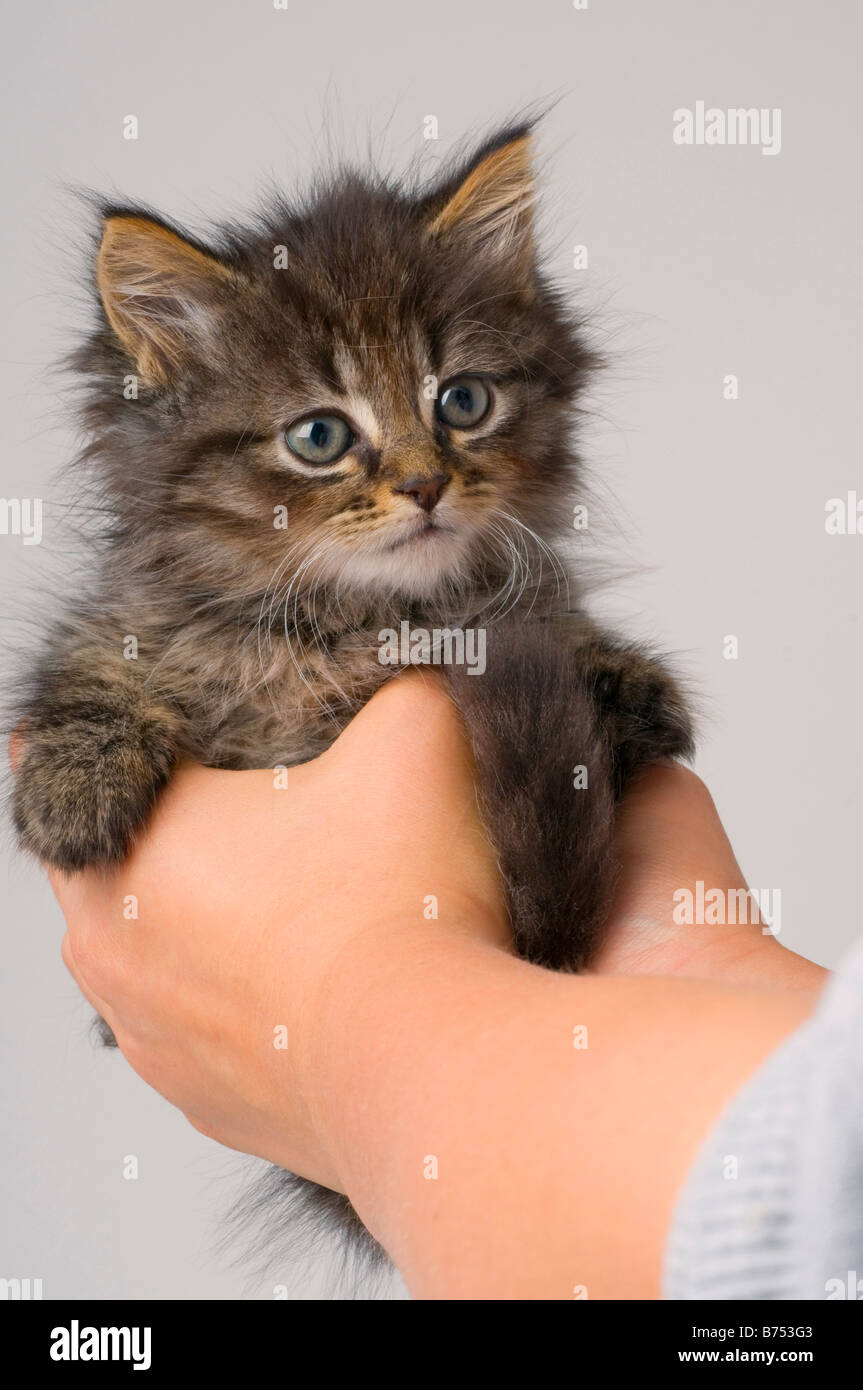 Cute six week old kitten being held in girl's hands Stock Photo - Alamy