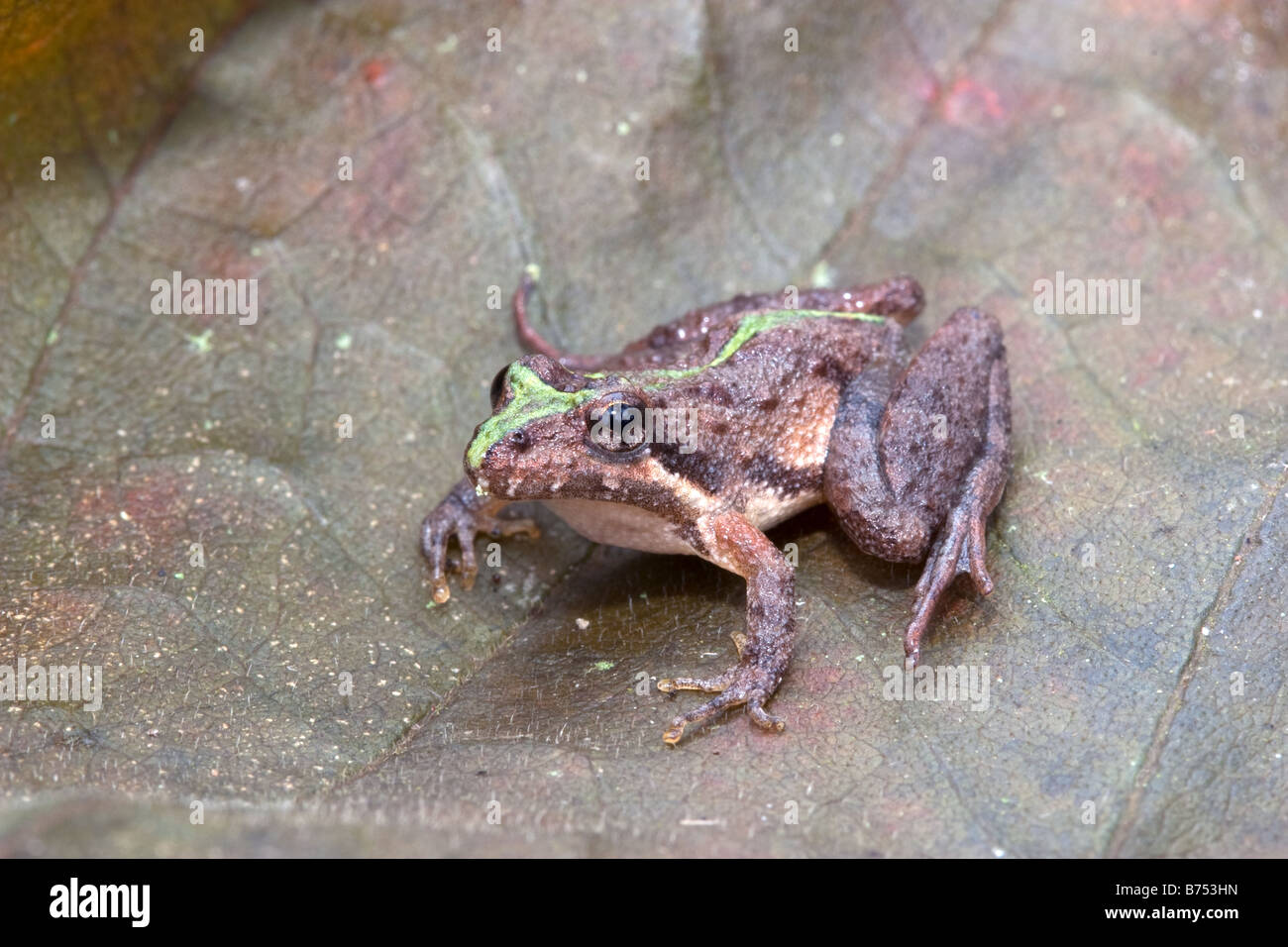 Acris gryllus dorsalis hi-res stock photography and images - Alamy
