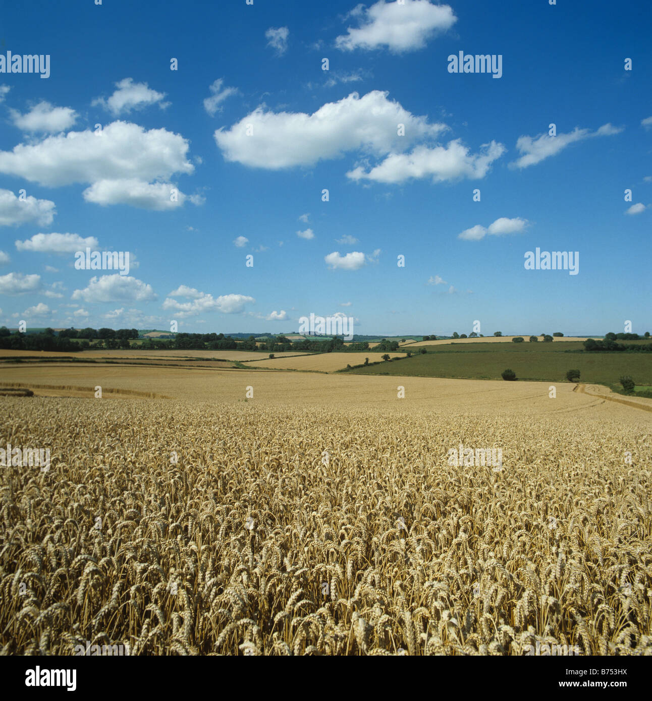 Excellent golden ripe wheat crop on a fine summer s day Devon Stock ...