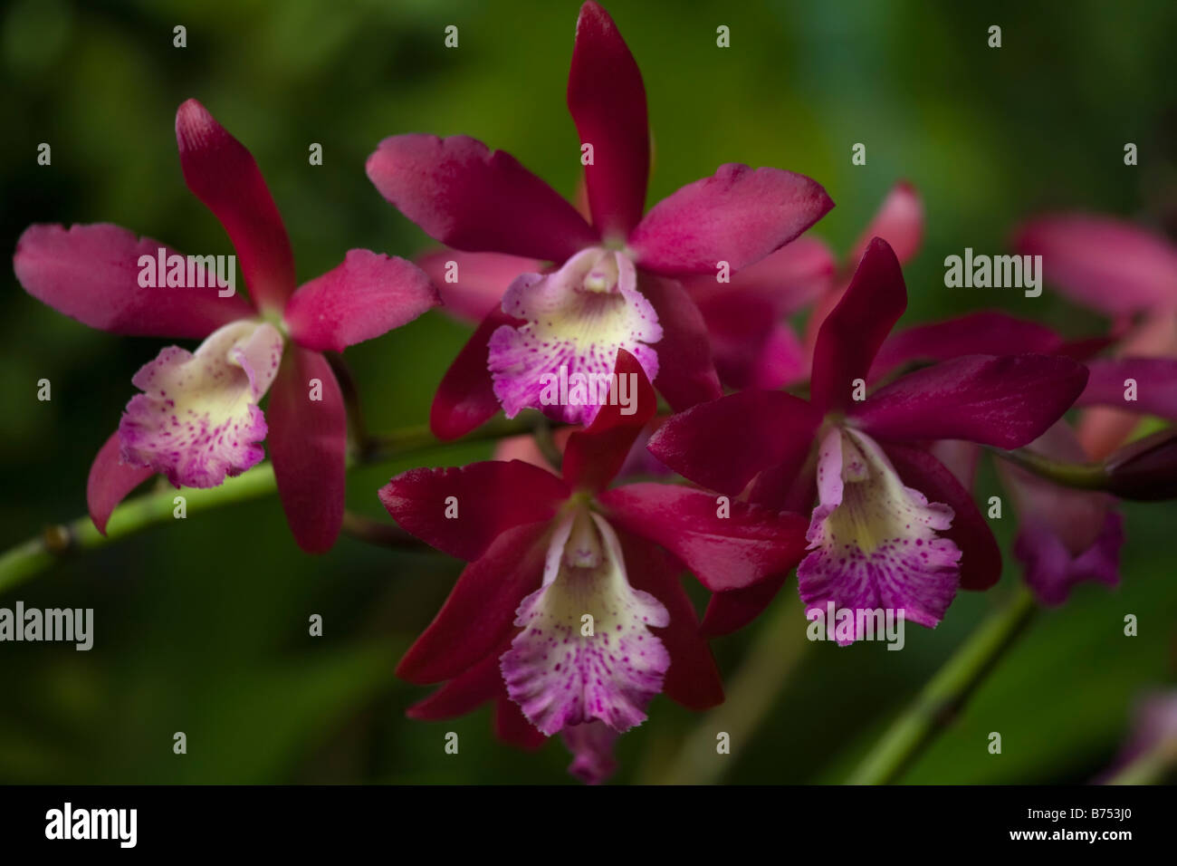 Maroon orchids hi-res stock photography and images - Alamy