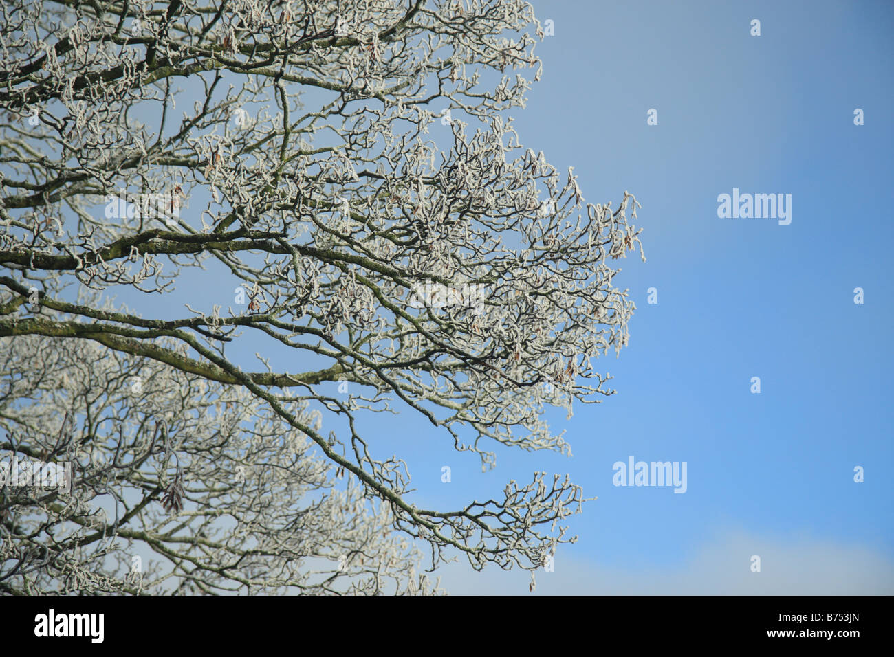 Sycamore blue sky hi-res stock photography and images - Alamy