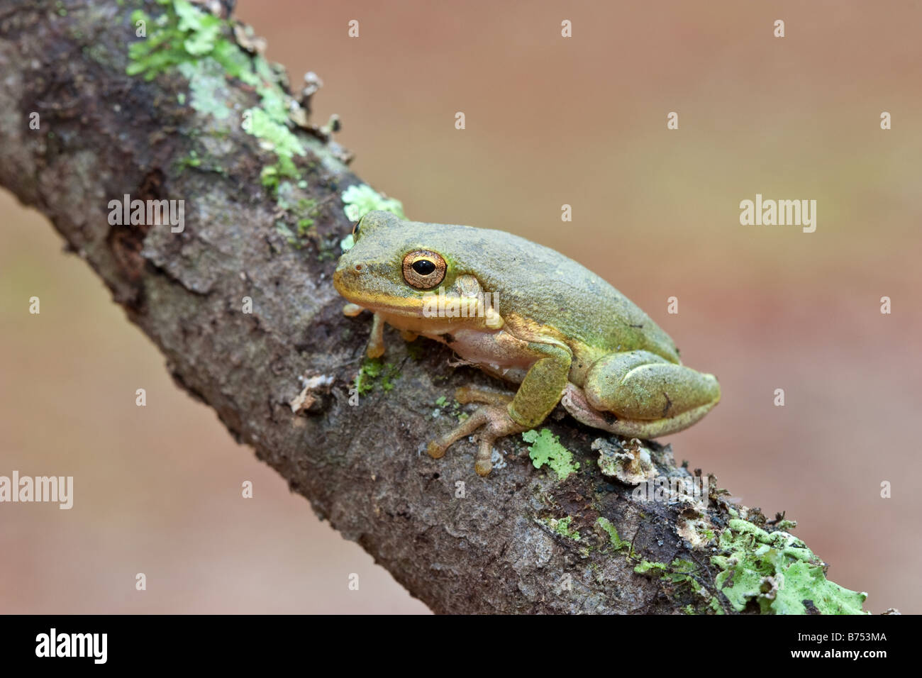 Squirrel Treefrog High Resolution Stock Photography and Images - Alamy