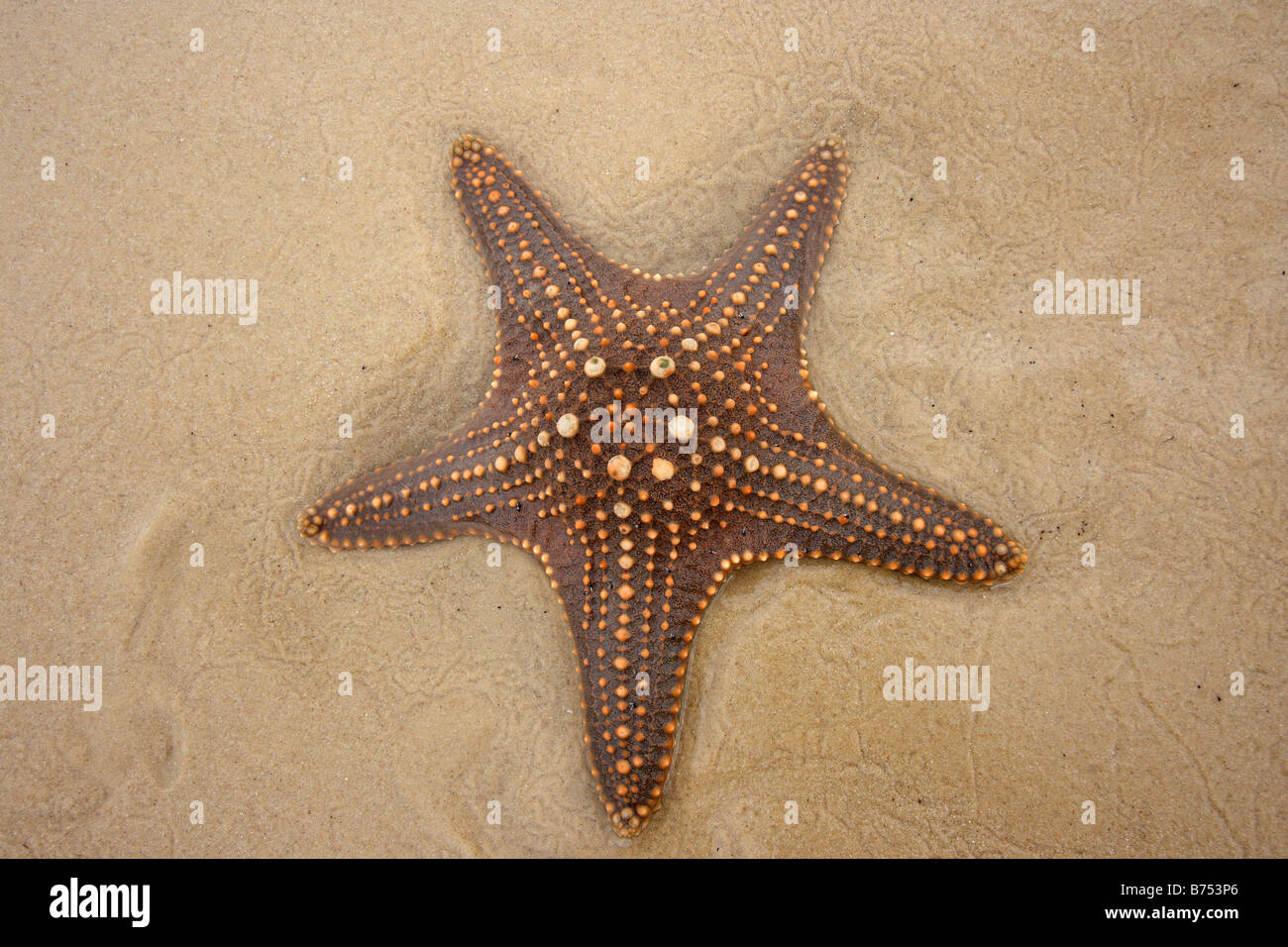 BROWN STARFISH IN SHALLOW WATER HORIZONTAL BDB11401 Stock Photo - Alamy