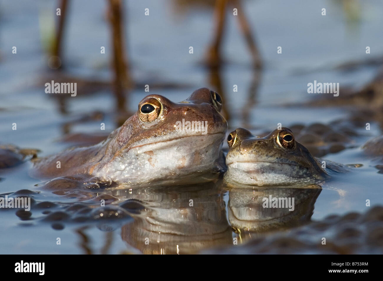 Mating frogs eggs hi-res stock photography and images - Alamy