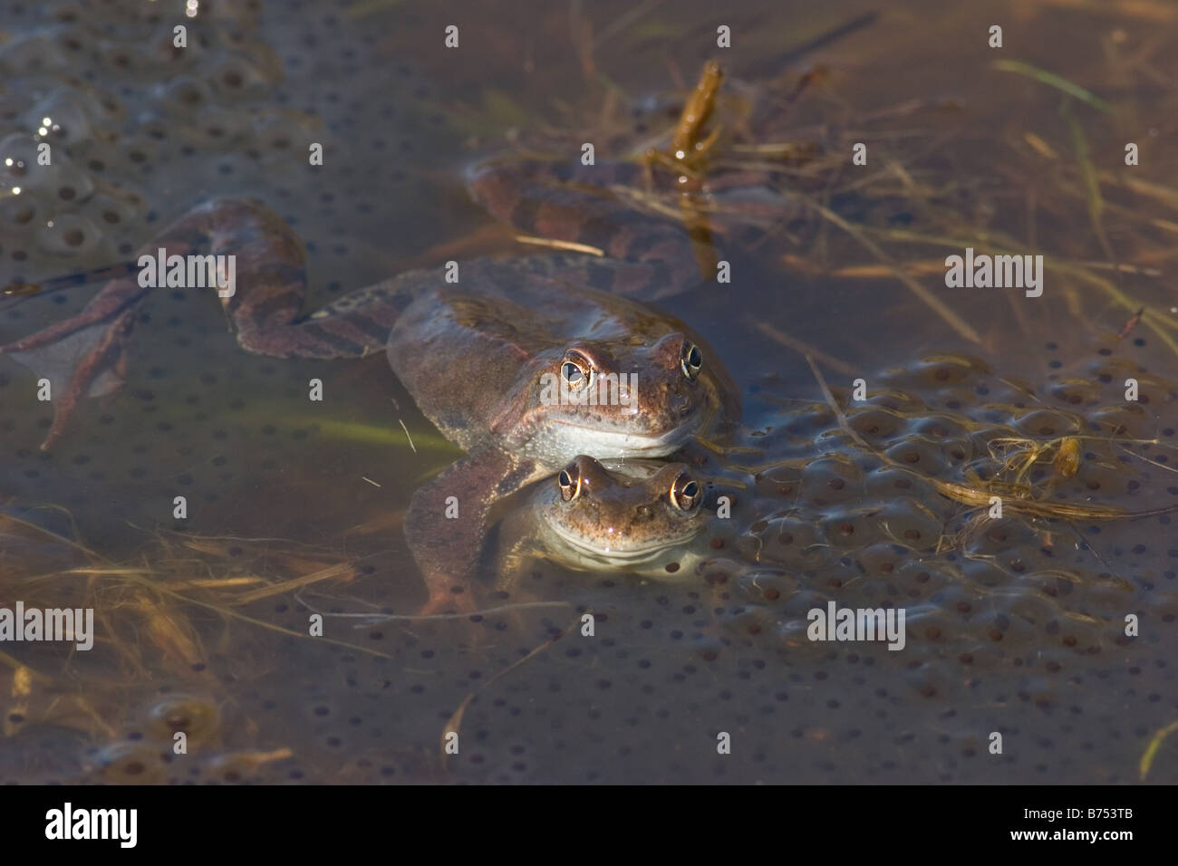 Common Frogs, Rana temporaria pair mating with eggs Stock Photo - Alamy