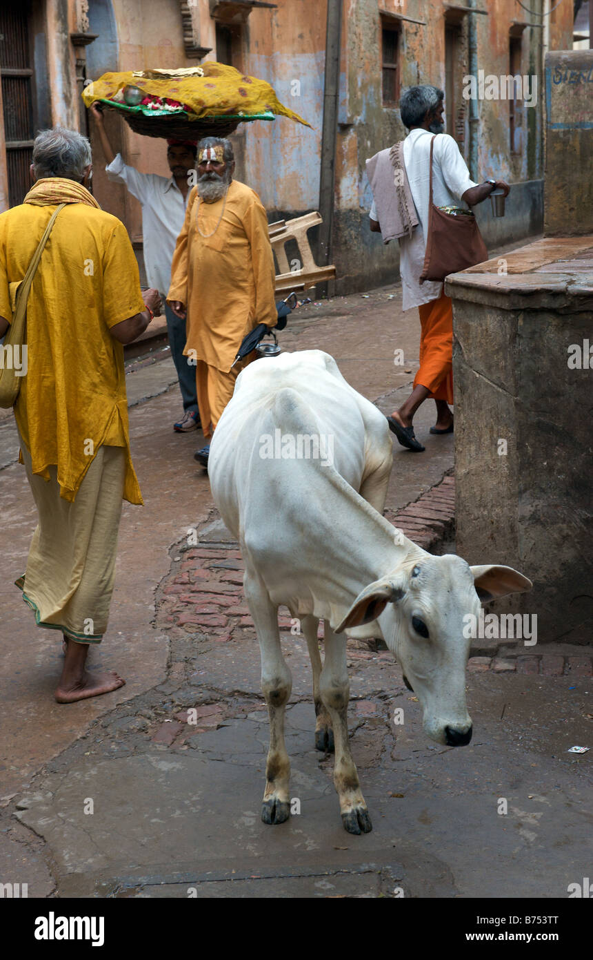 India Vrindavan a holy cow Stock Photo - Alamy