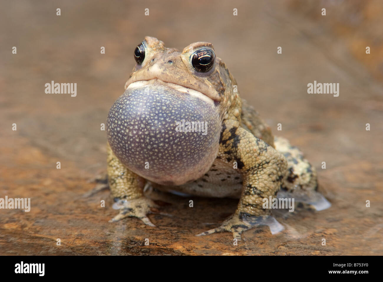 American Toad, Bufo americanus calling Stock Photo - Alamy