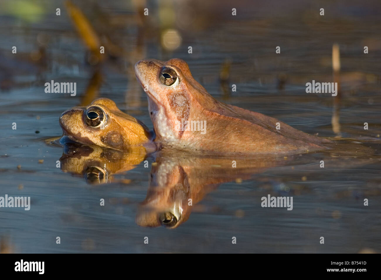 Adult Common Frog Pair High Resolution Stock Photography and Images - Alamy