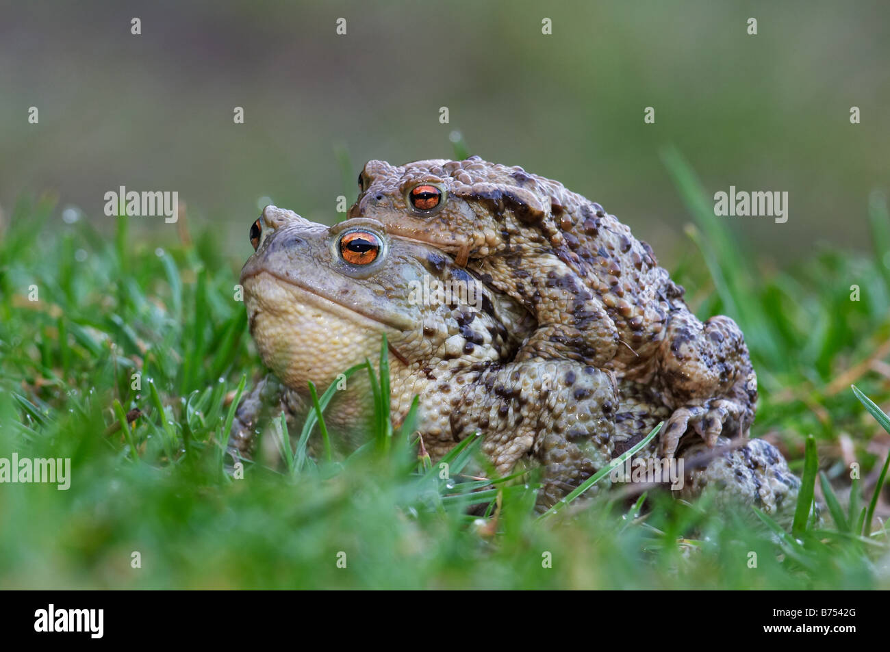 Common toad bufo in hi-res stock photography and images - Alamy