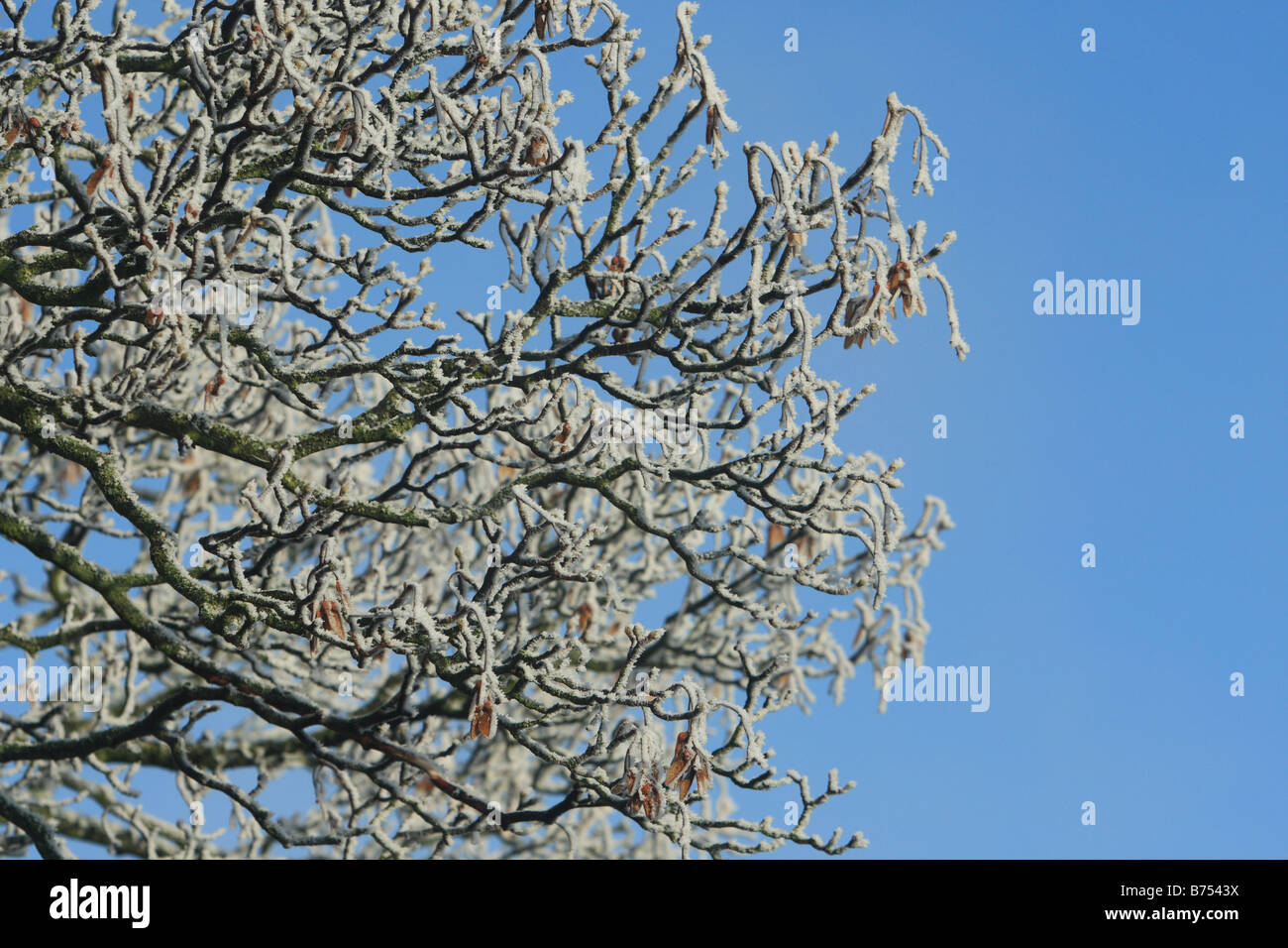 Sycamore blue sky hi-res stock photography and images - Alamy