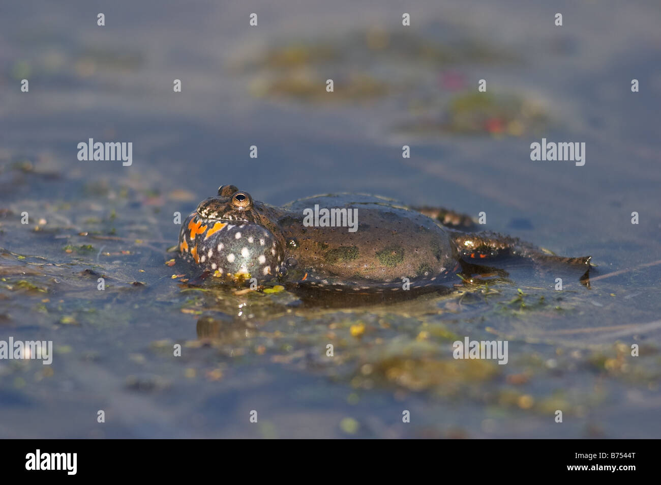 Fire-Bellied Toad, Bombina bombina calling Stock Photo - Alamy