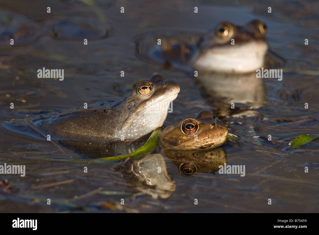 Mating frogs hi-res stock photography and images - Alamy