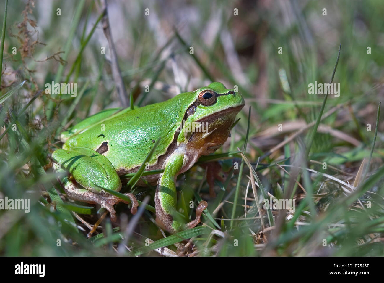Adult tree frog hi-res stock photography and images - Alamy