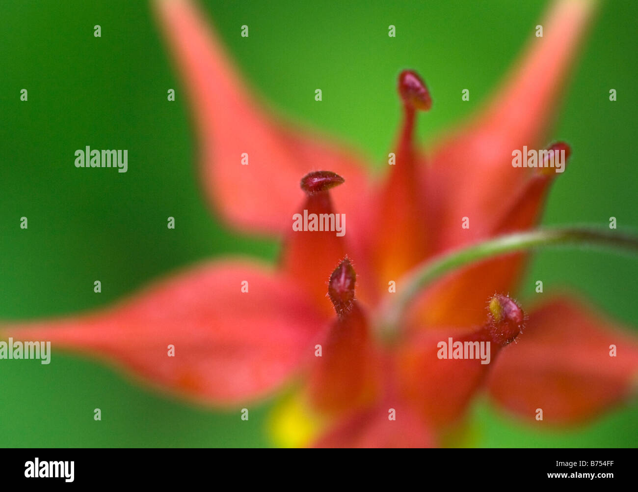 Red columbine hi-res stock photography and images - Alamy