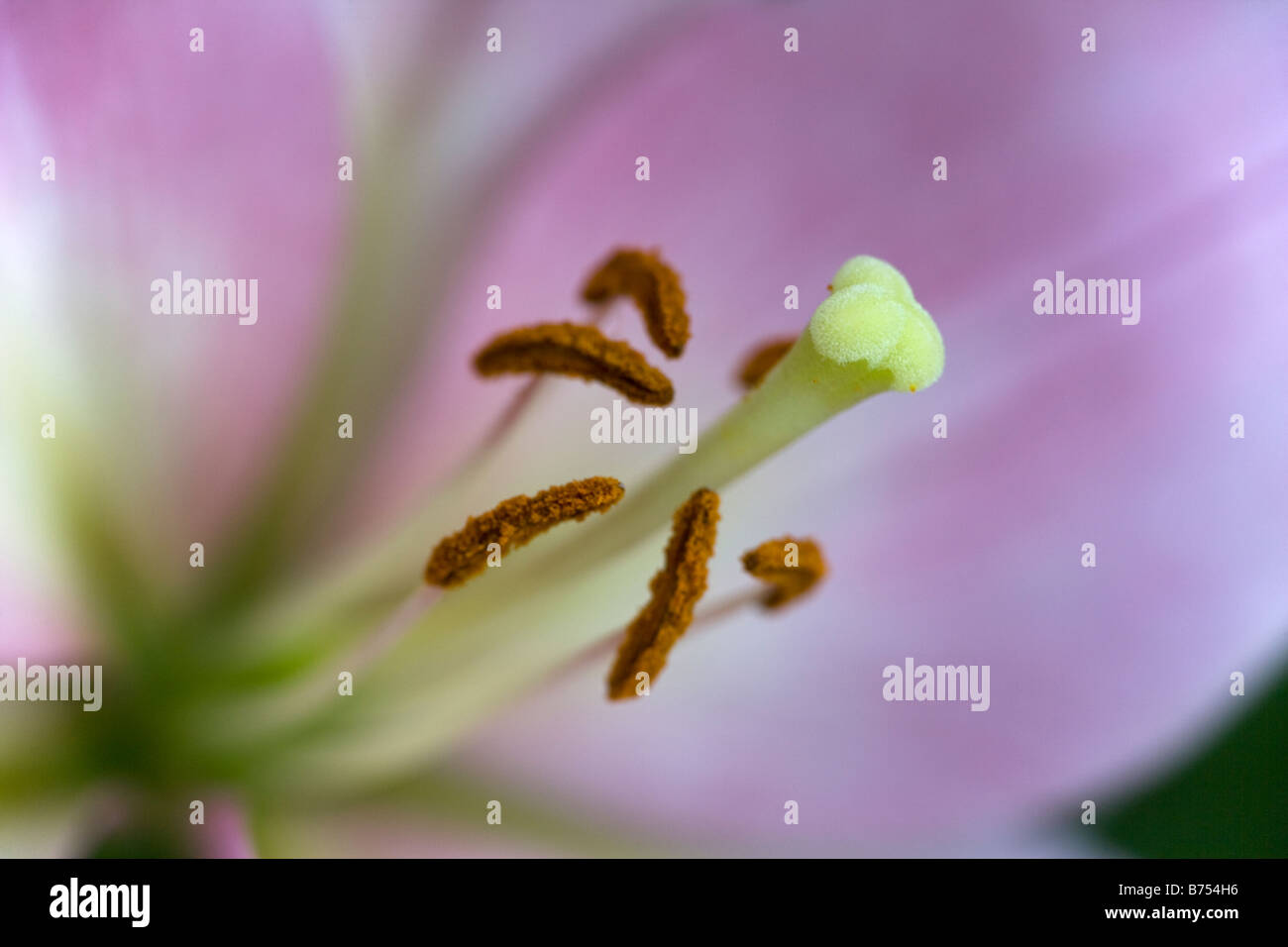 Flower anthers hi-res stock photography and images - Alamy