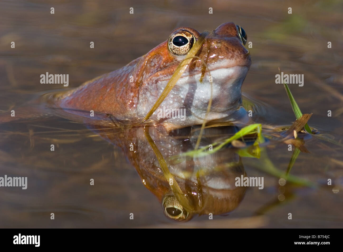 Common Frog, Rana temporaria Stock Photo - Alamy