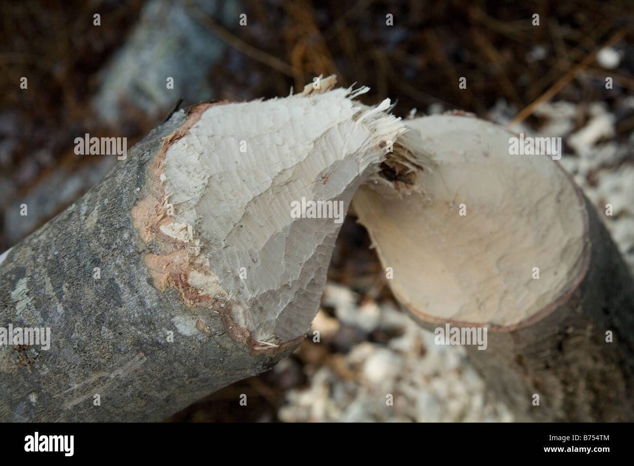 Beaver tree chew hi-res stock photography and images - Alamy