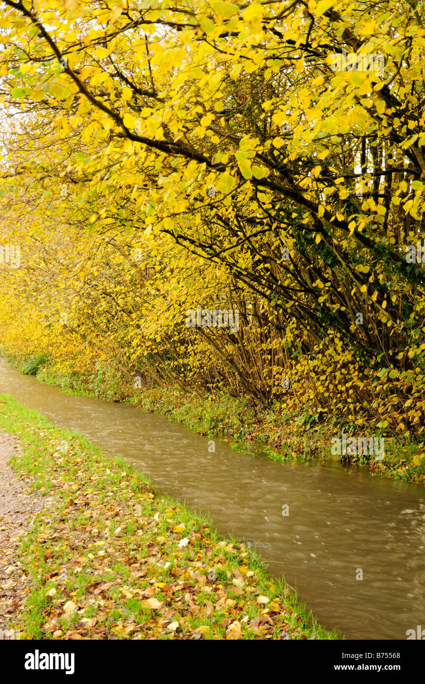 Hazel Trees High Resolution Stock Photography and Images - Alamy