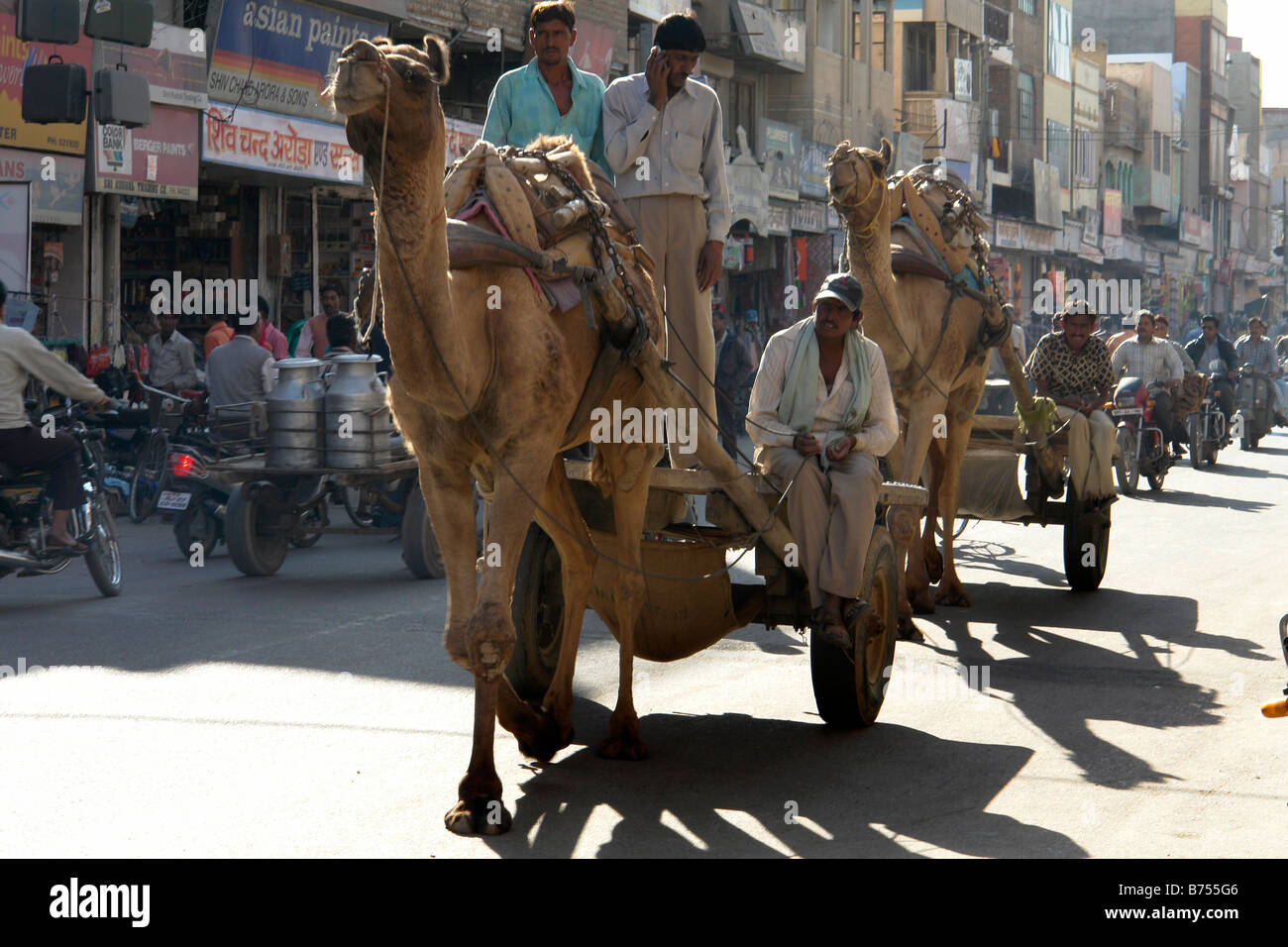 Camel transport hi-res stock photography and images - Alamy