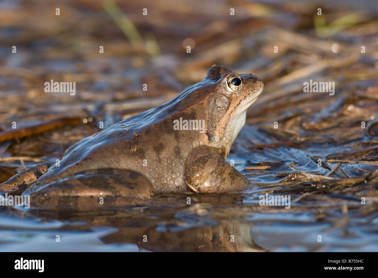 Common Frog, Rana temporaria Stock Photo - Alamy