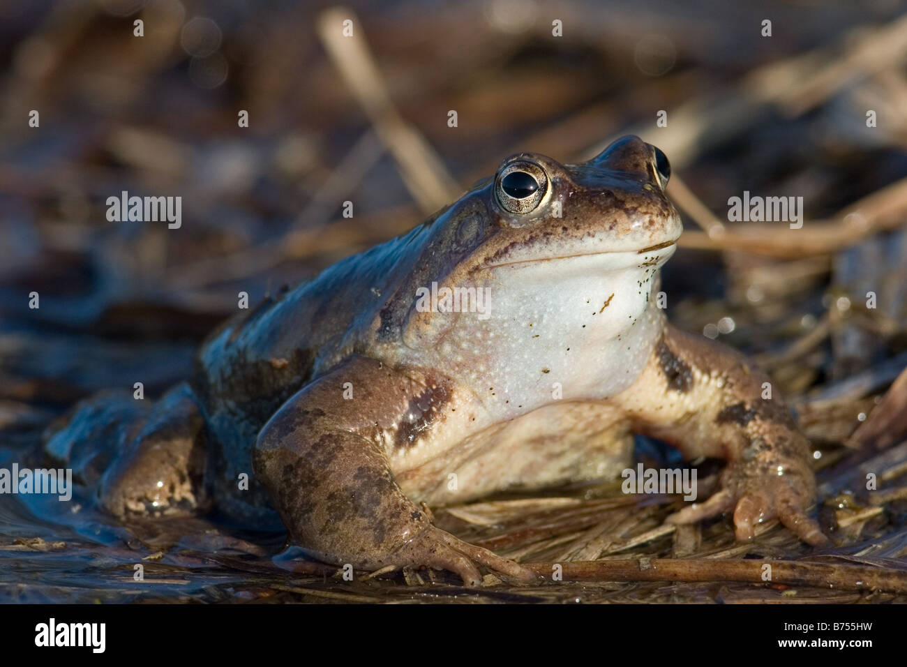 Common Frog, Rana temporaria Stock Photo - Alamy