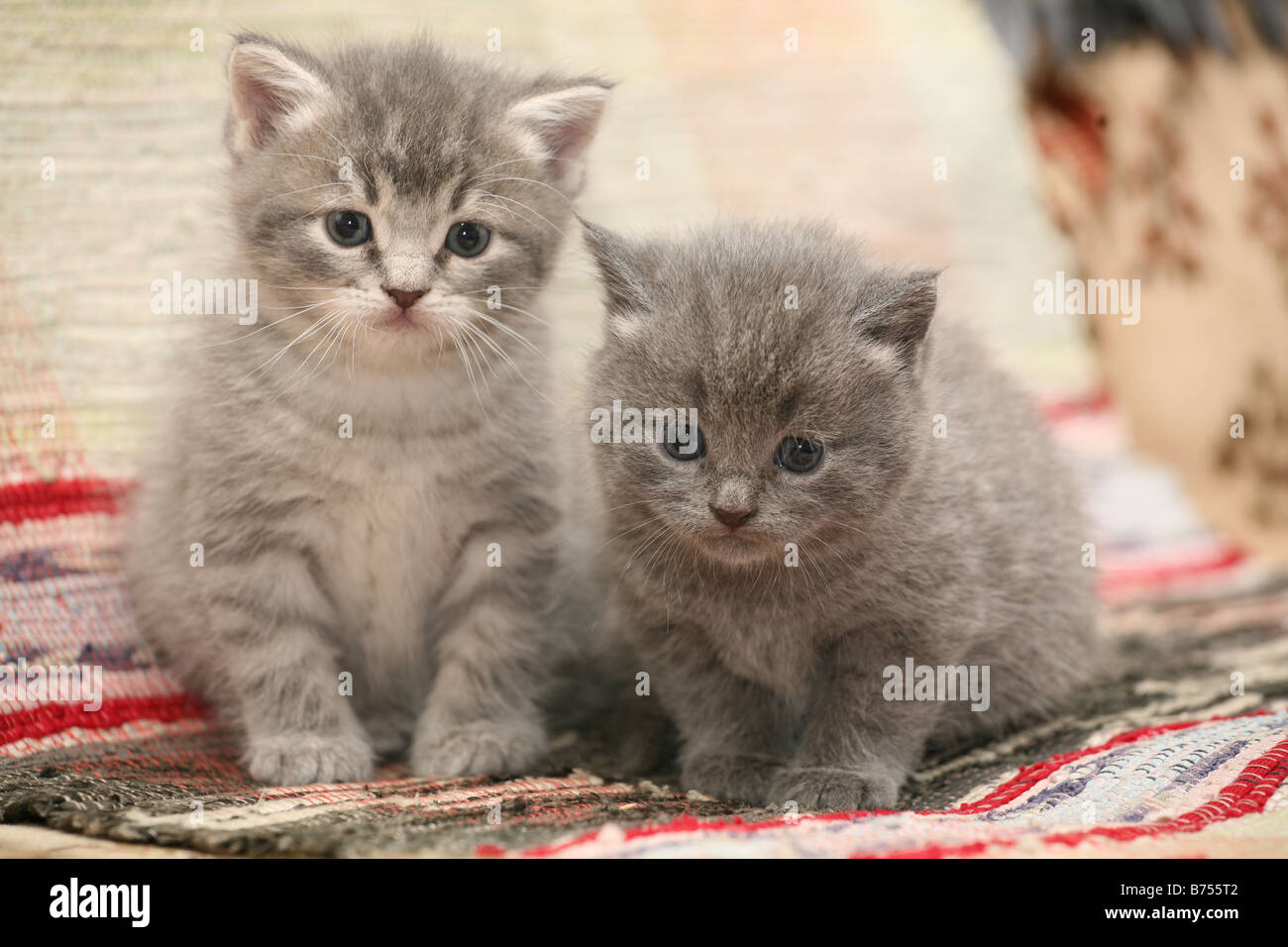 Two grey kittens Stock Photo - Alamy