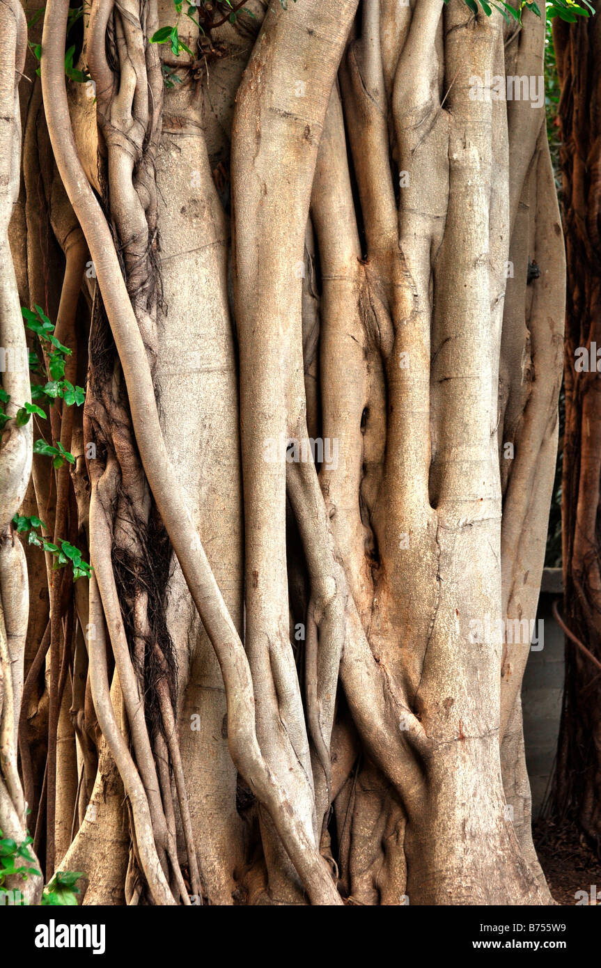 Air root hi-res stock photography and images - Alamy