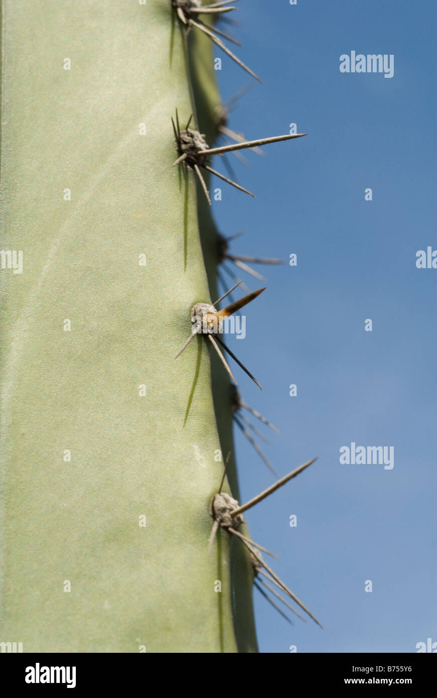 Close up cactus sky hi-res stock photography and images - Alamy