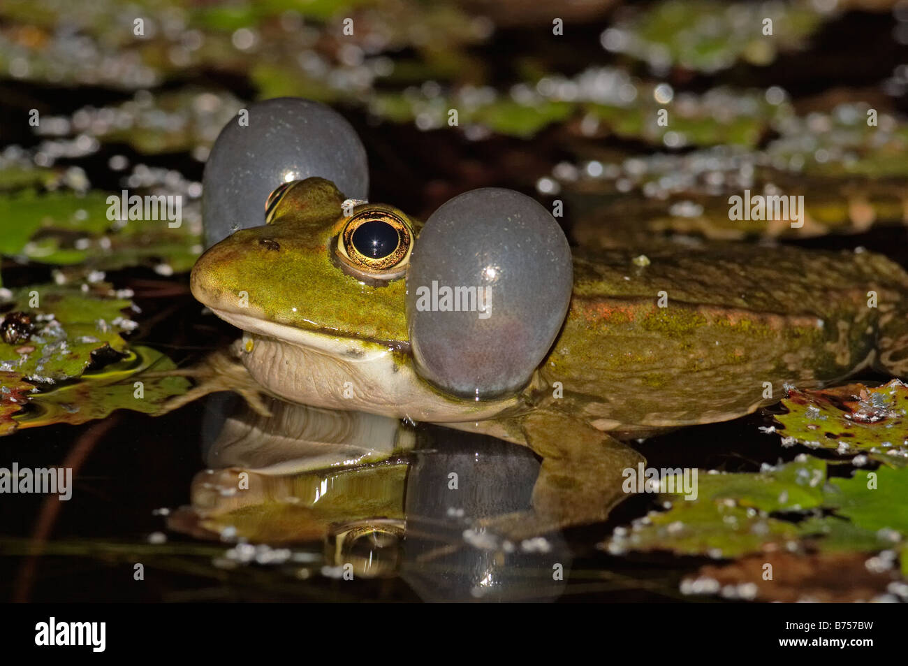 Marsh frogs have vocal sacs hi-res stock photography and images - Alamy