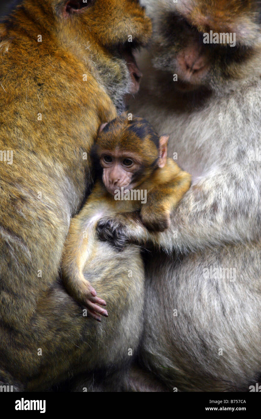 Small Barbary Macaque Ape with Parents Stock Photo - Alamy