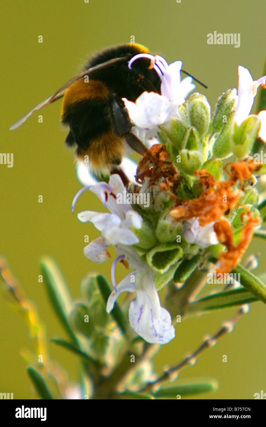 A large Bumble Bee in a UK Garden Stock Photo - Alamy