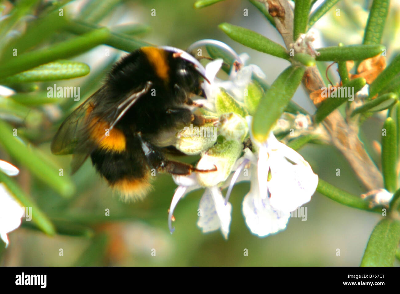 Bumblebee identification hi-res stock photography and images - Alamy