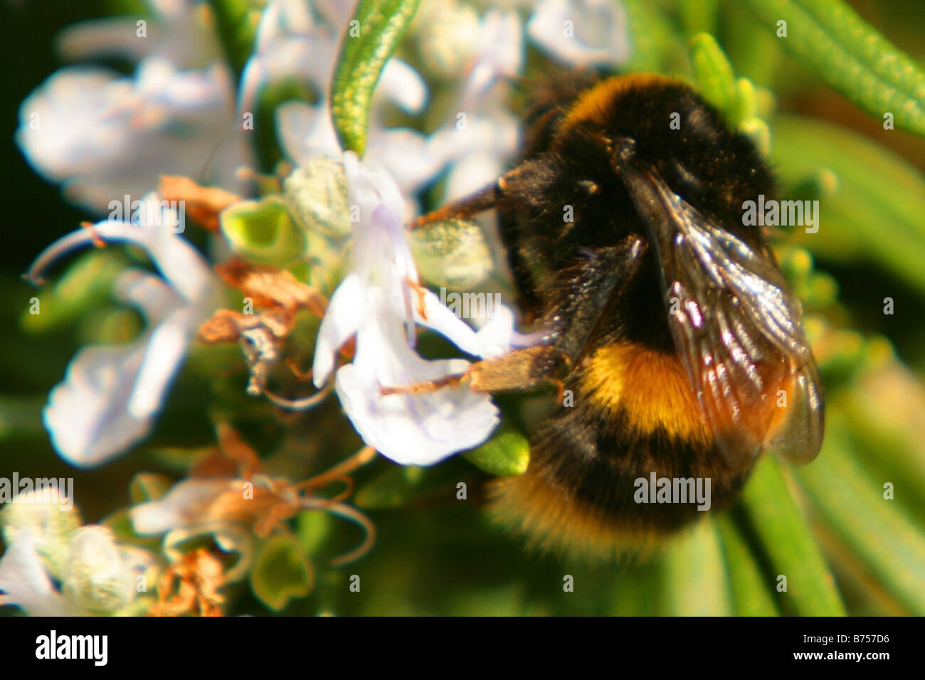 Bumblebee identification hi-res stock photography and images - Alamy