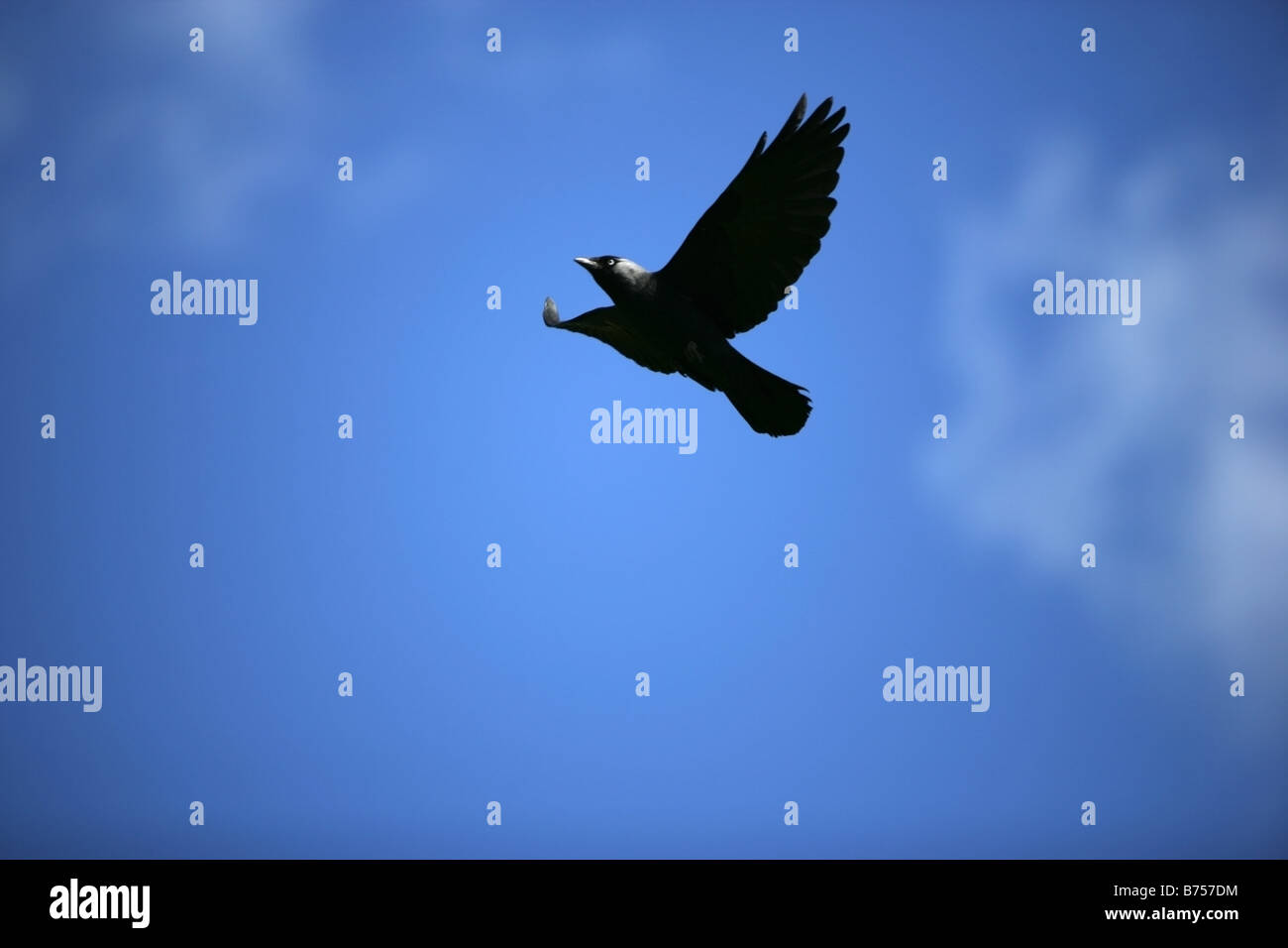 Rook flying blue sky hi-res stock photography and images - Alamy