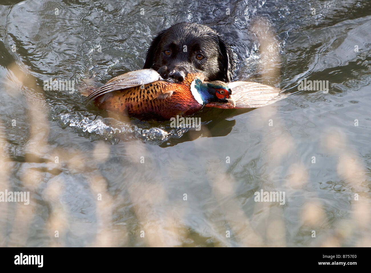 A black Labrador swims across a river after retrieving a Pheasant ...
