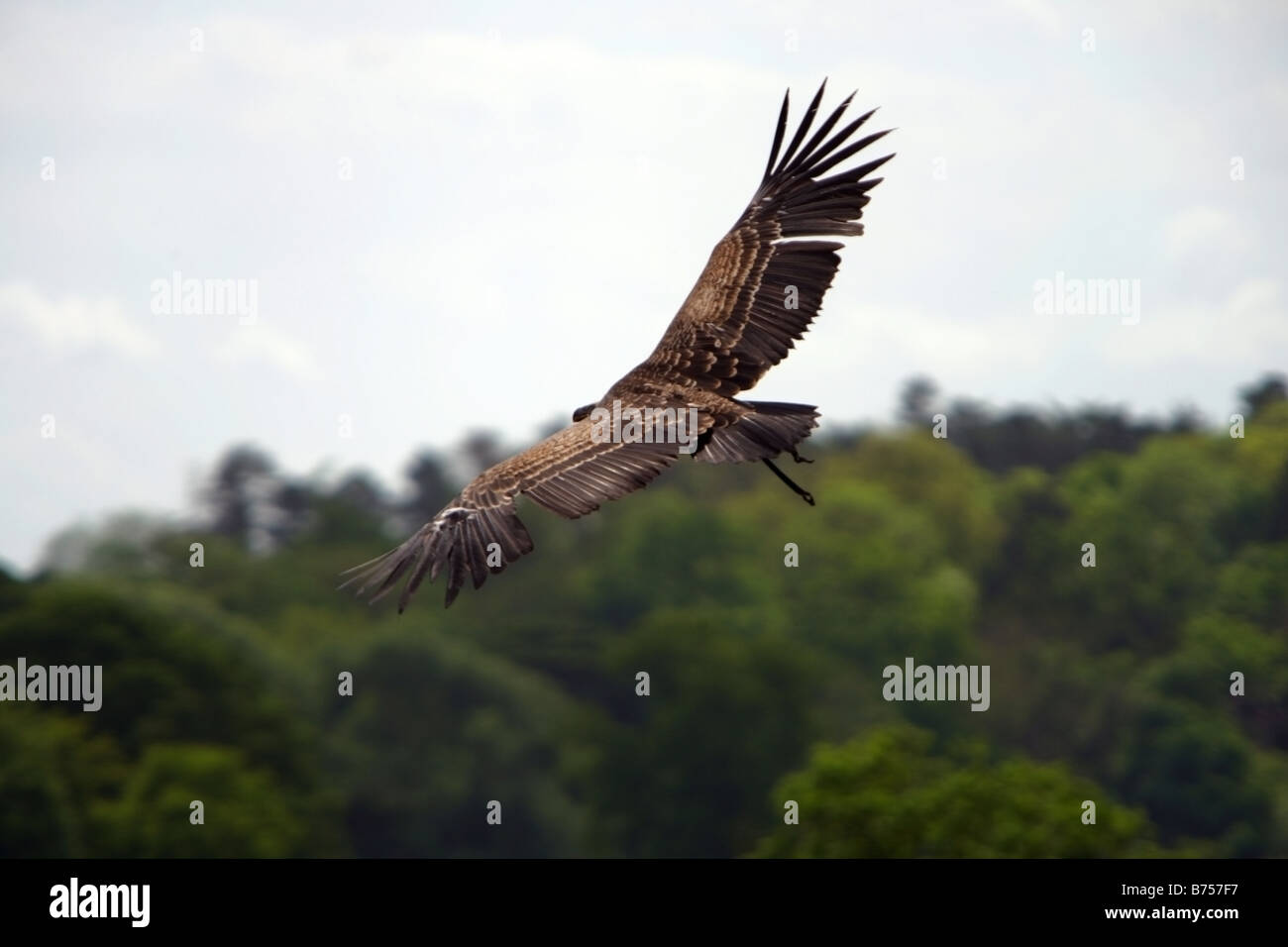 Buzzard in Flight Stock Photo - Alamy
