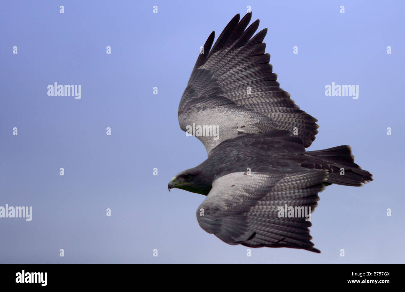 Grey falcon hi-res stock photography and images - Alamy