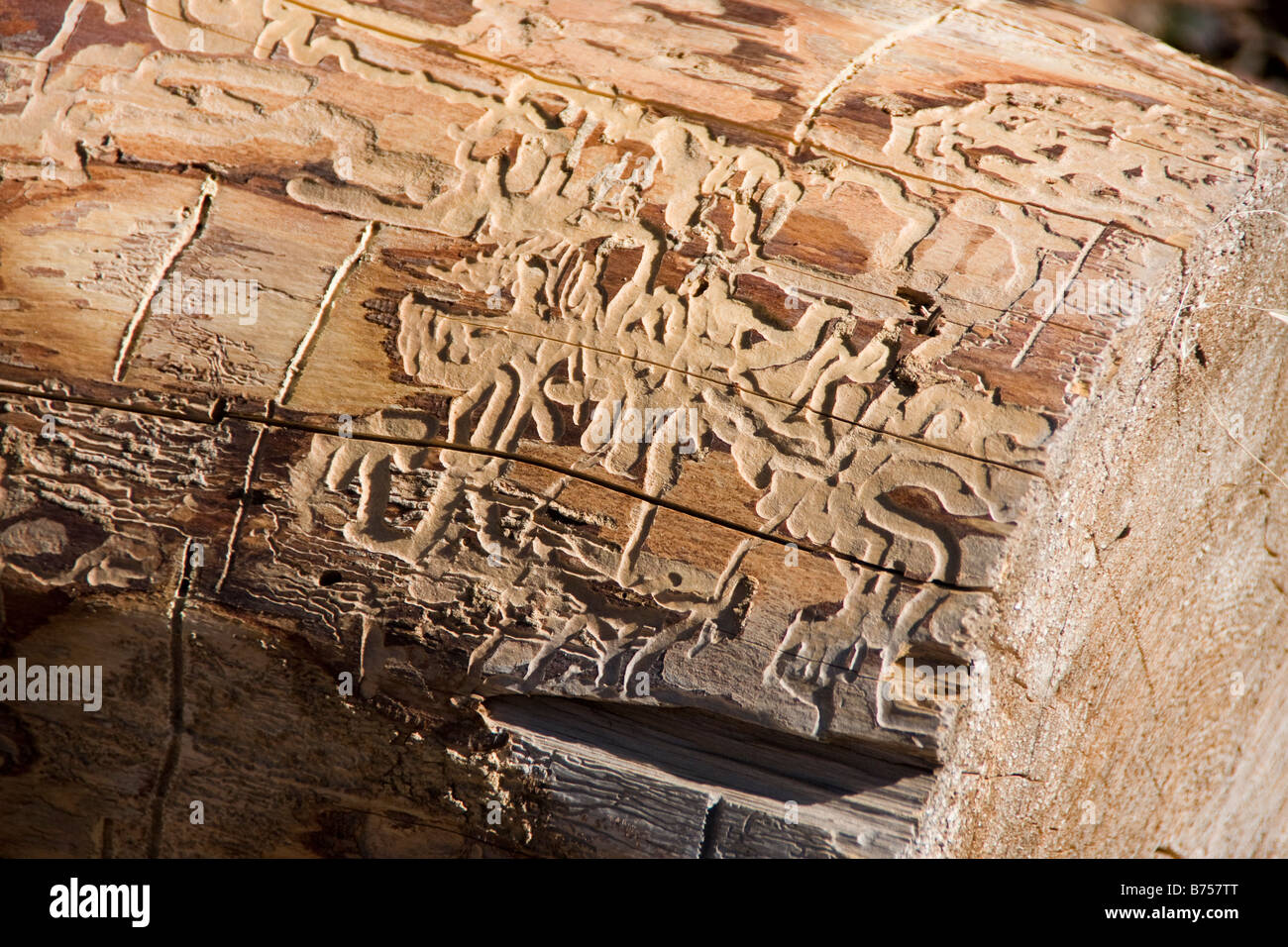 Wood relief sculpture hi-res stock photography and images - Alamy