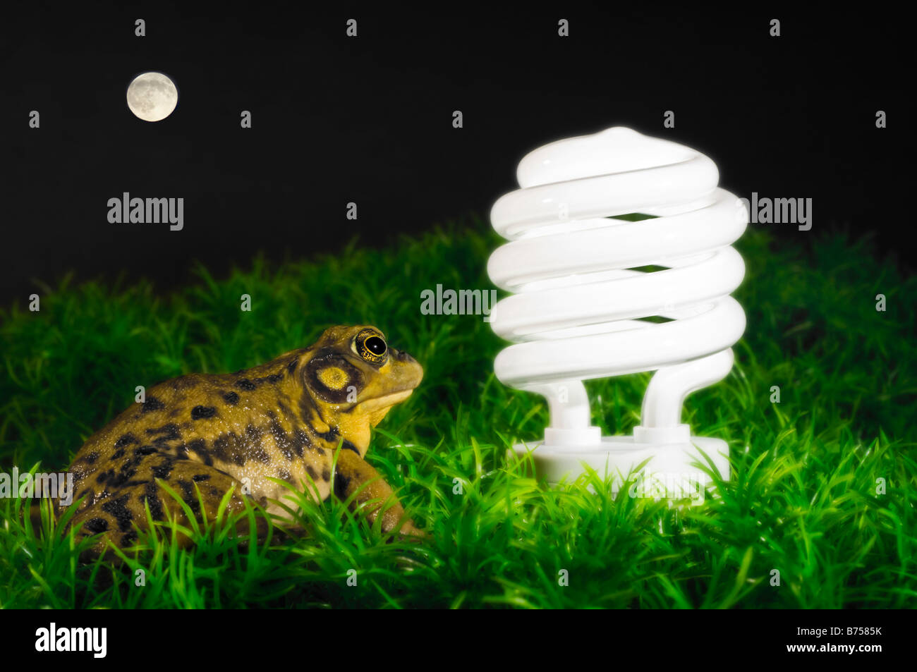 Energy-saving light bulb inspected by green frog, Halifax, Canada Stock ...