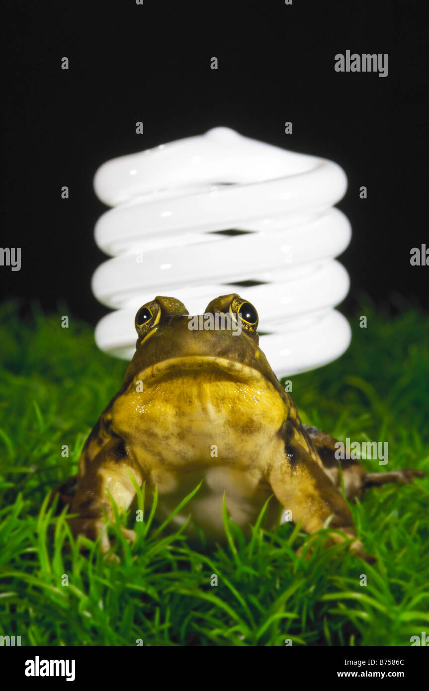 Fluorescent frog hi-res stock photography and images - Alamy