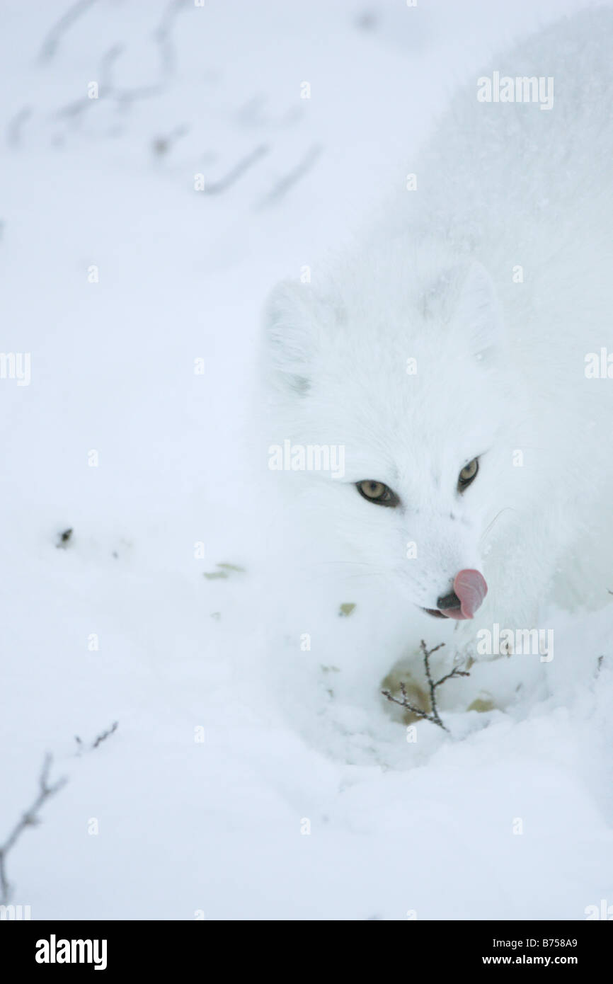 Arctic fox in the snow Stock Photo - Alamy