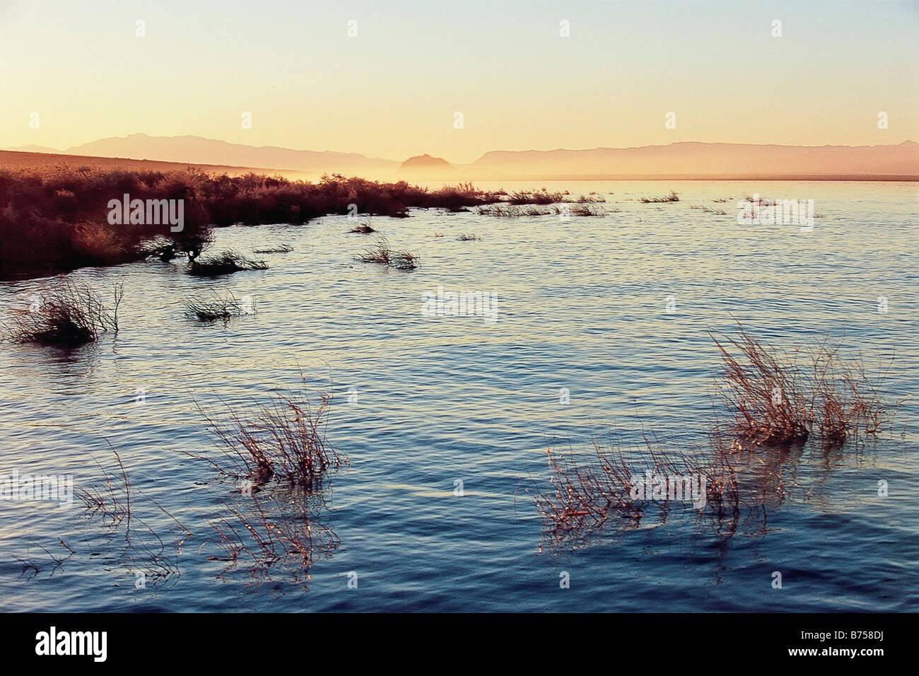 Bushes in the lake, Lake Mead, Utah, USA Stock Photo - Alamy