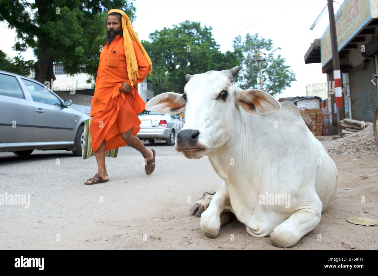 A holy cow hi-res stock photography and images - Alamy