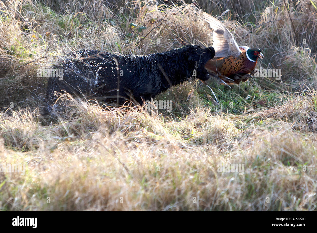 A black Labrador retrieves a Pheasant during a game shoot Stock Photo ...