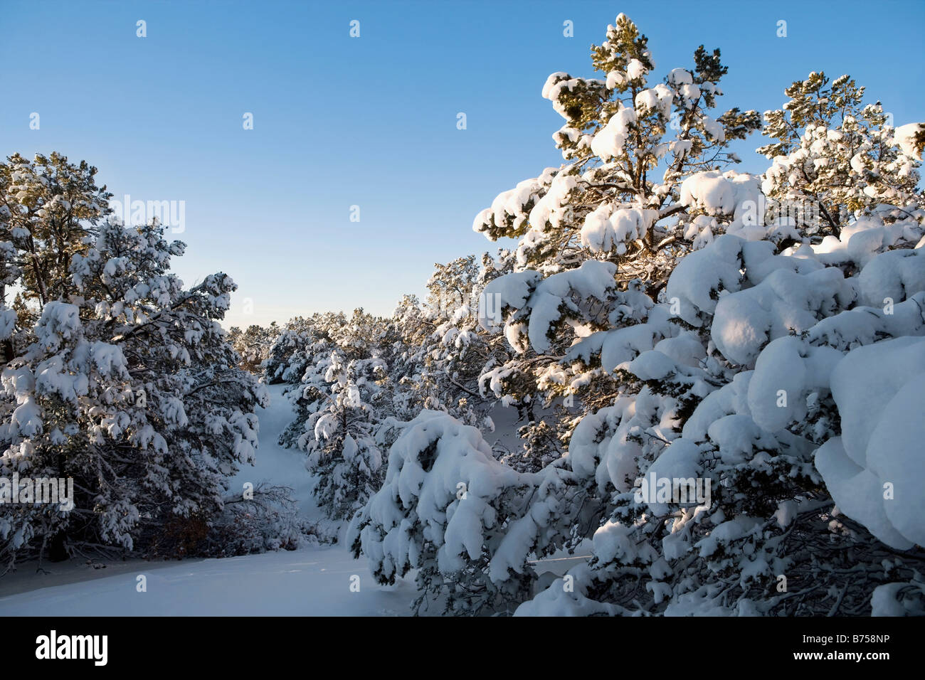 Trees covered with snow in a forest Stock Photo - Alamy