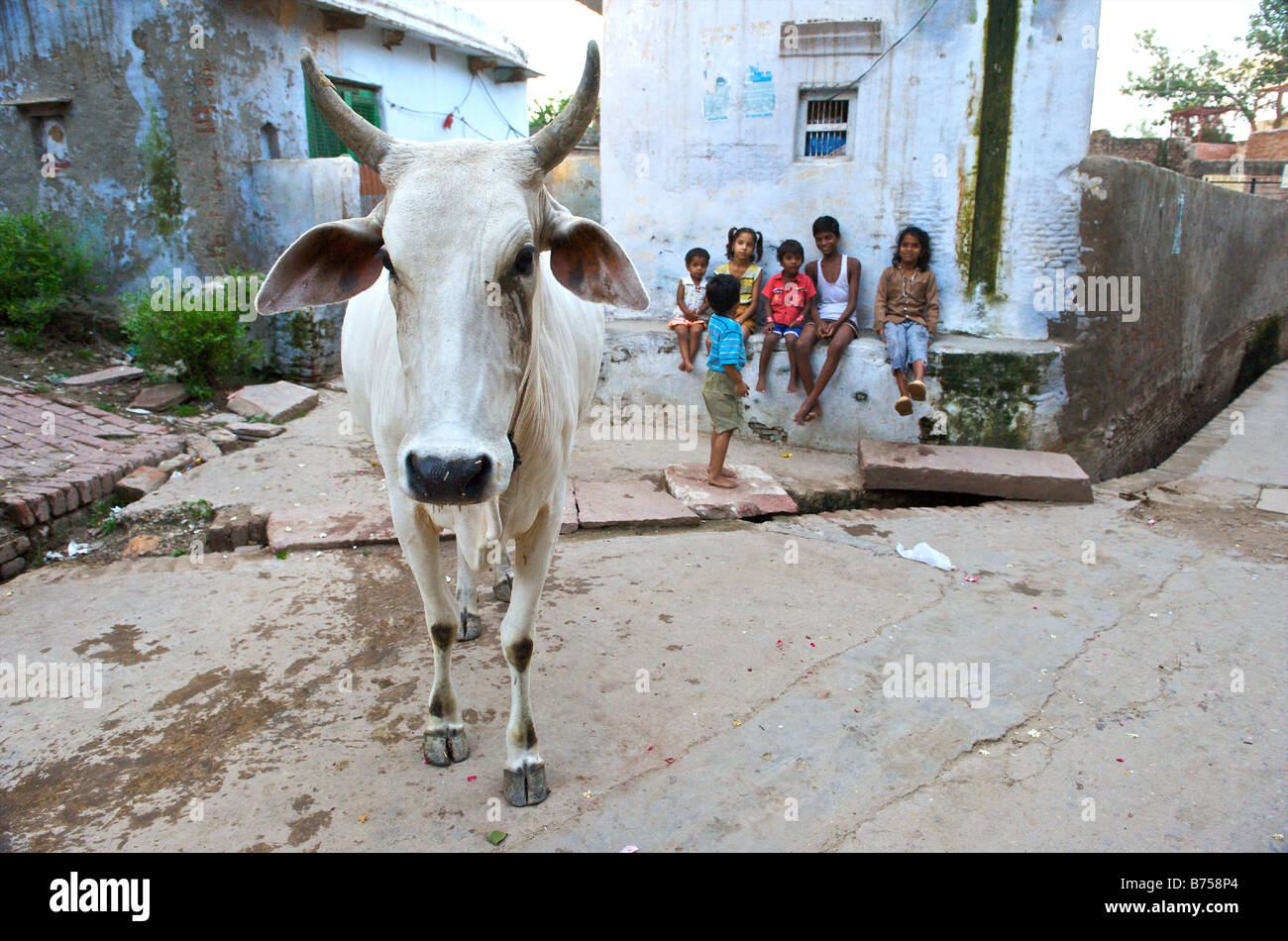 India Vrindavan a holy cow Stock Photo - Alamy