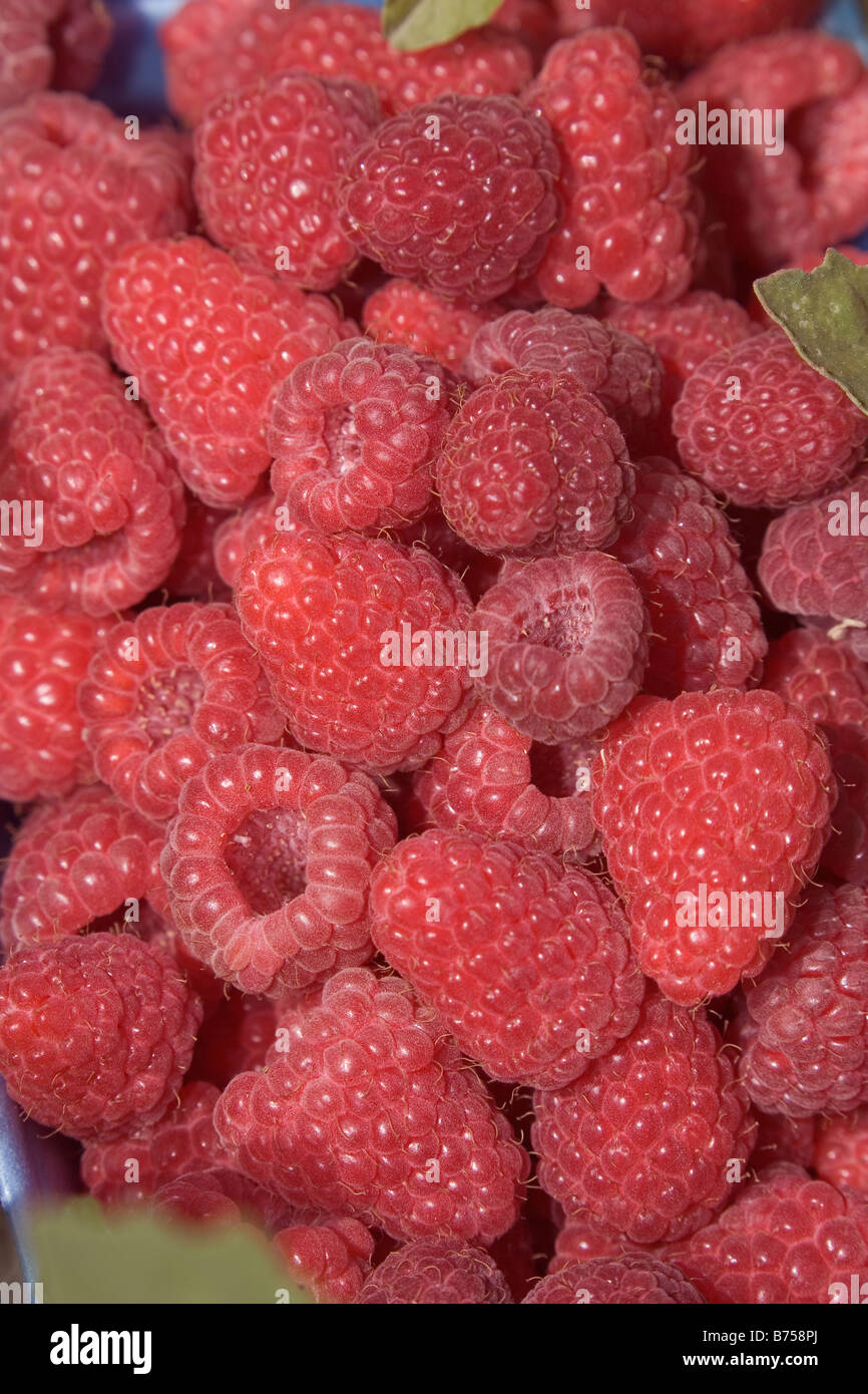 Raspberry british columbia hi-res stock photography and images - Alamy