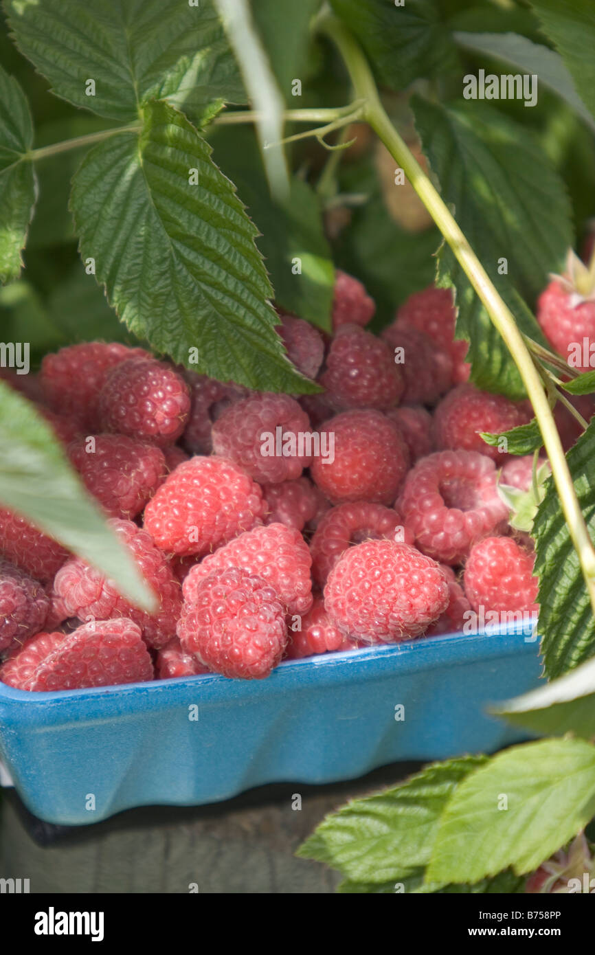 Raspberries, Pemberton, BC, Canada Stock Photo - Alamy